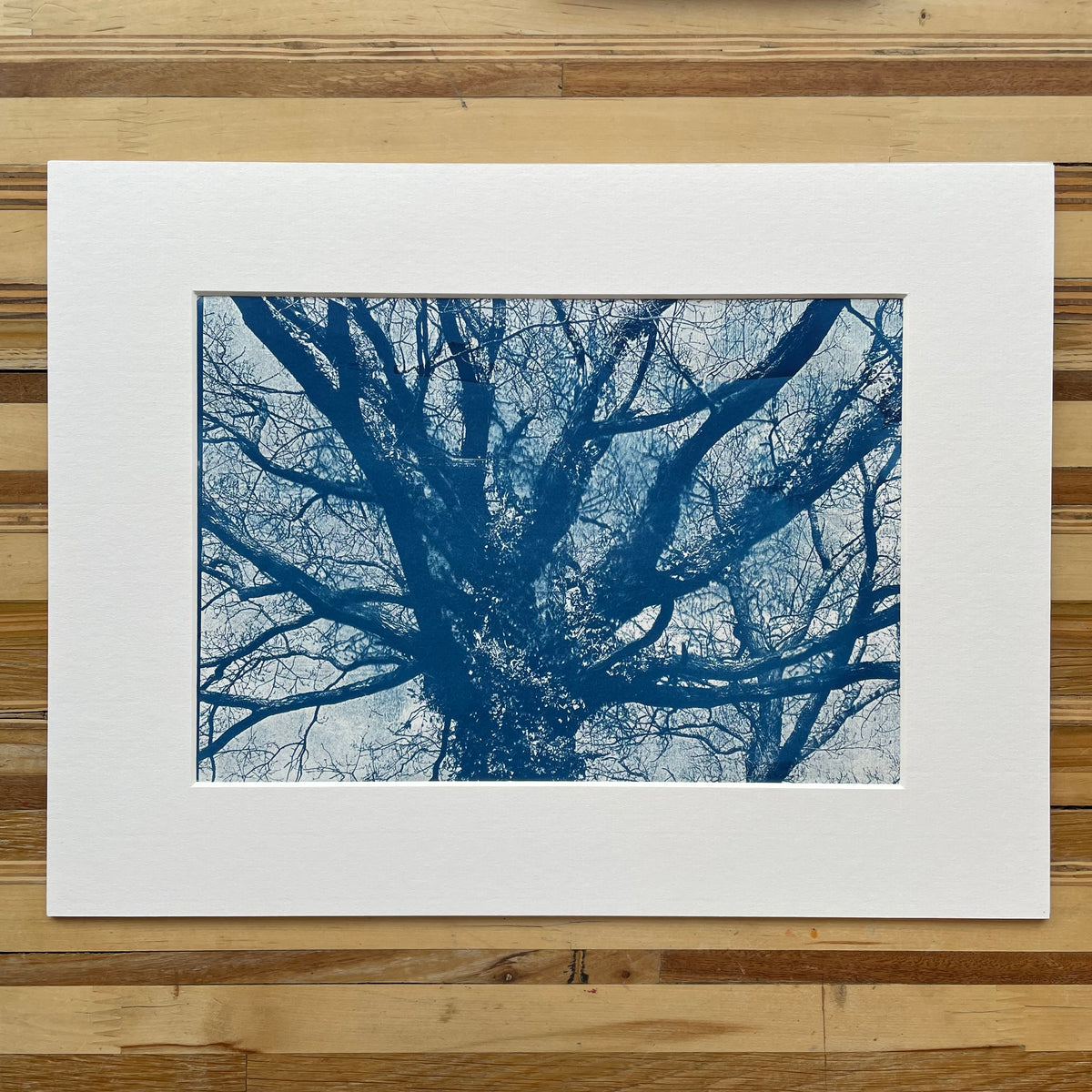 Sara Drysdale - "Oak Tree Ewyas Harold, Powys" Cyanotype – Cardiff MADE